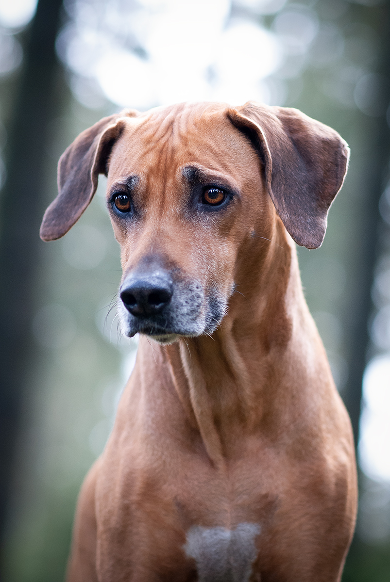 Das Qualzuchtgutachten – Gesunde Ridgeback Zucht